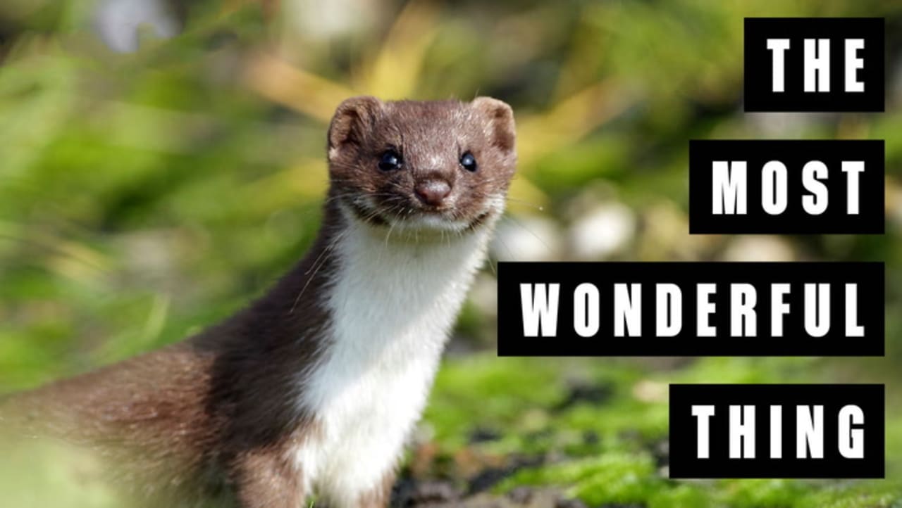 Remember That Amazing Photo Of An Adorable Baby Weasel Trying To Kill A ...