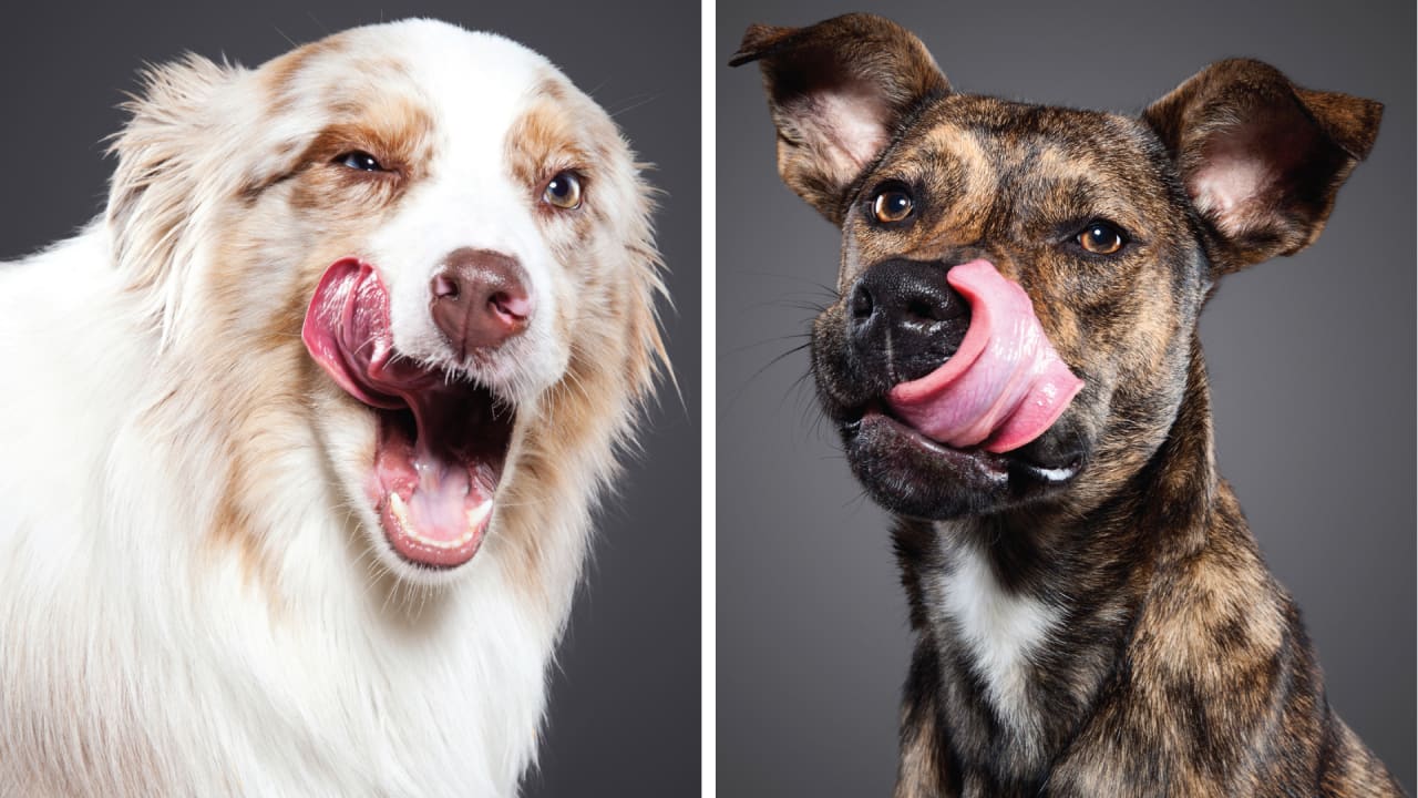 Gaze Upon The Slobbery Faces Of 91 Dogs From “Lick” Photographer Ty Fo