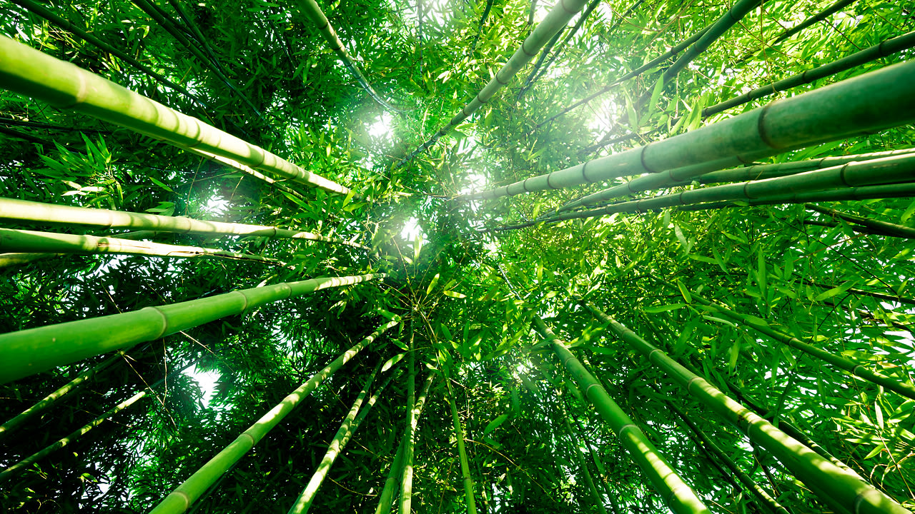 Farming Bamboo To Save African Forests