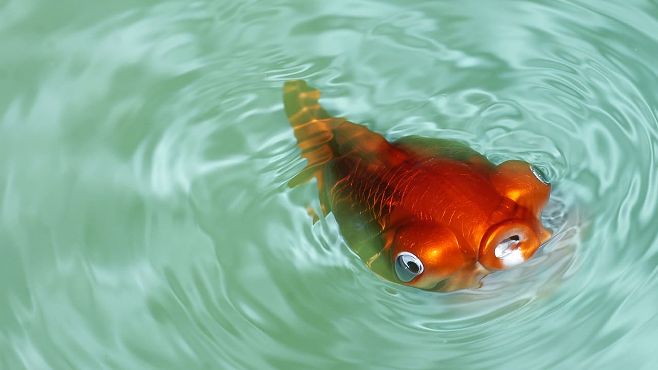 A Robotic Fish To Lead Its Flesh And Blood Friends To Safety