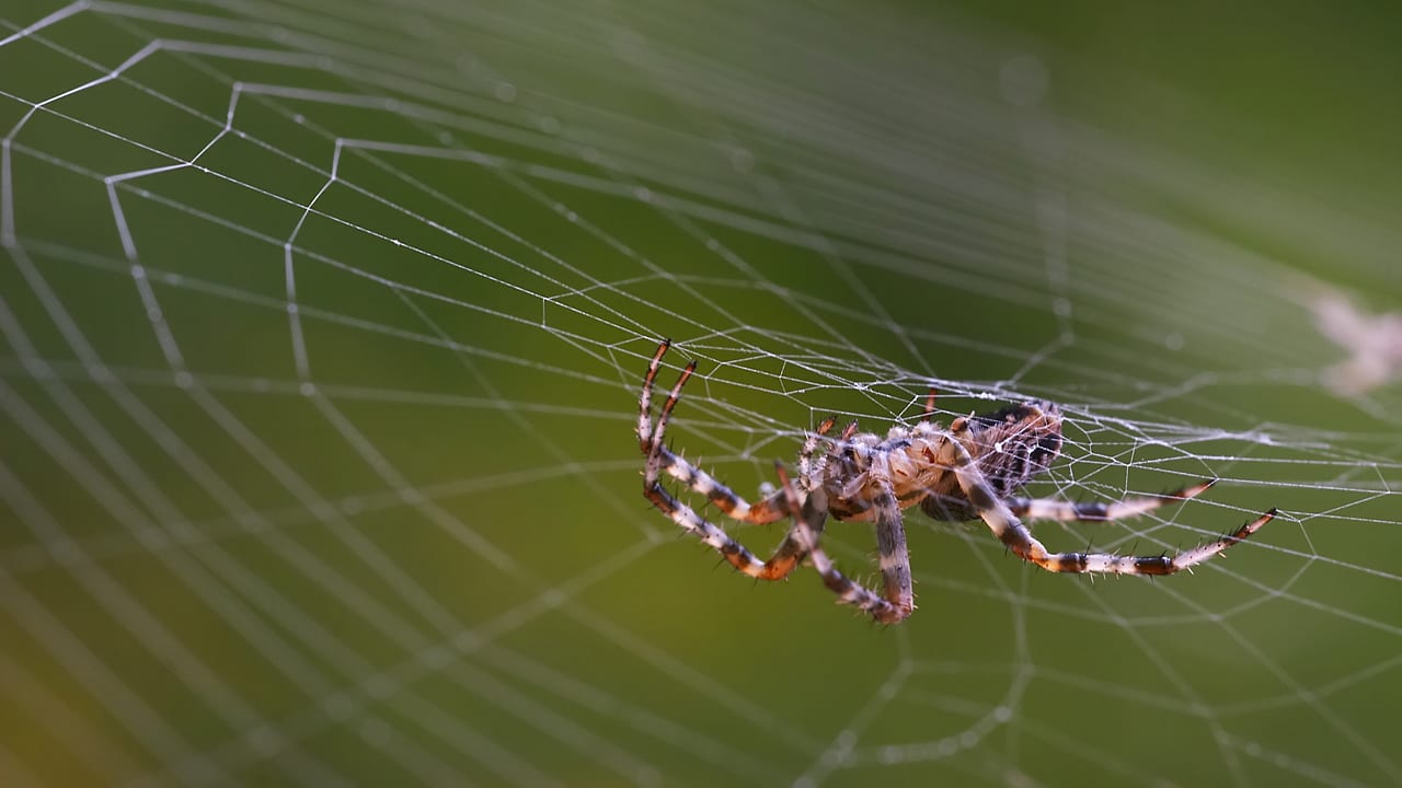 Why You Might Have A Computer Filled With Spider Webs