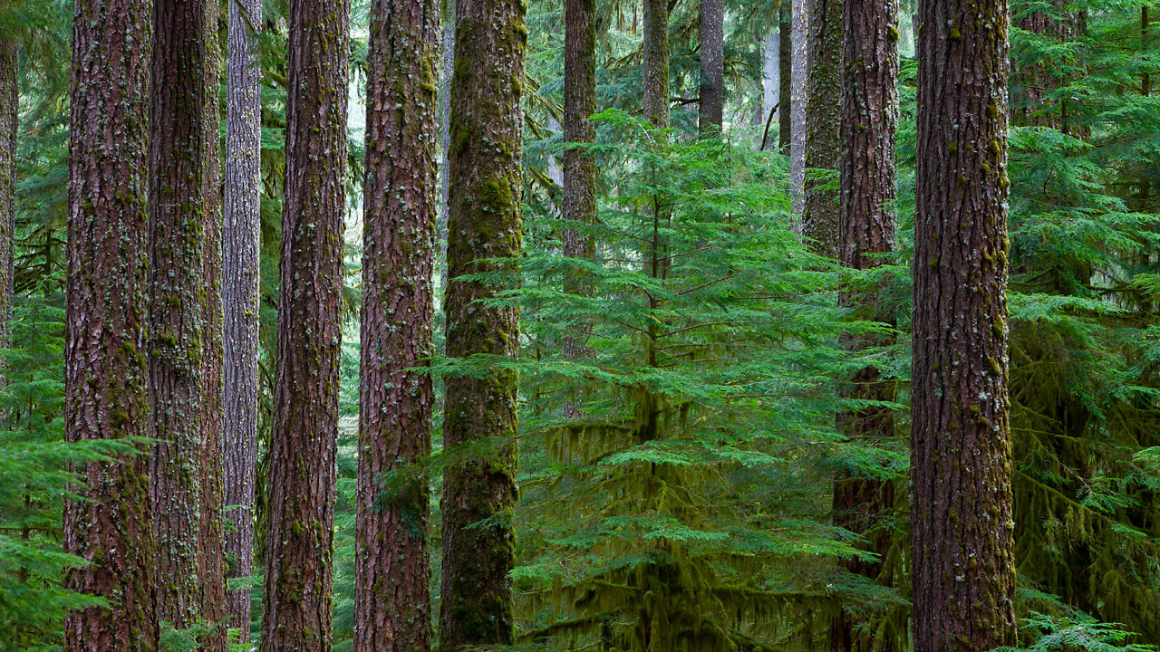 Better Forests From Miniature Trees