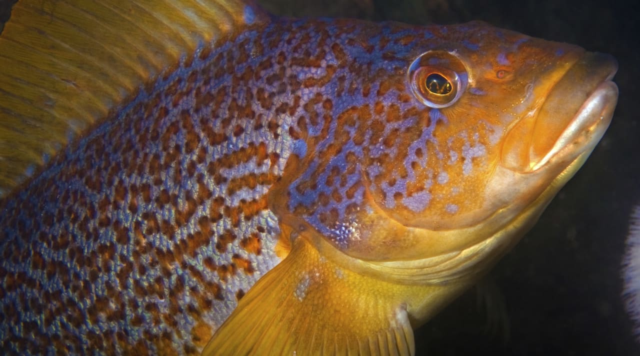 The Radioactive Fish Of Fukushima