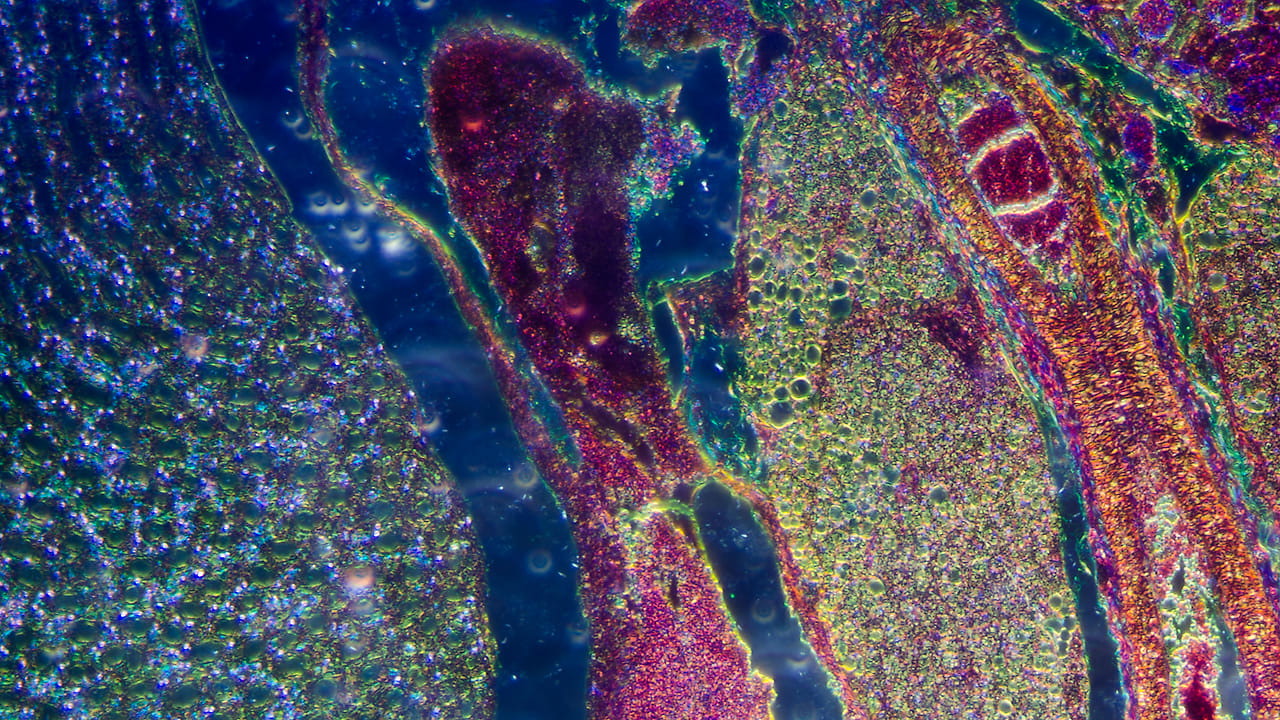 You Can Now Build Your Own Printer That Prints Living Cells