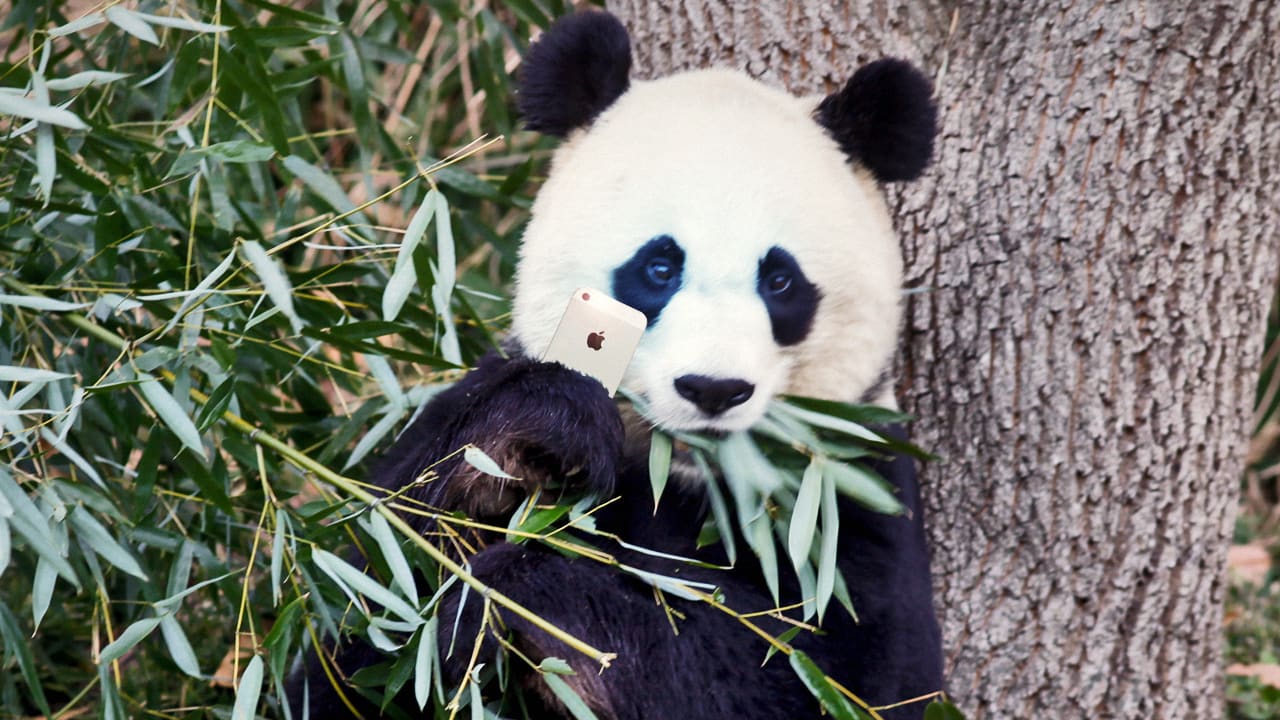 Social Animals: Behind The Community-Building Culture Of The National