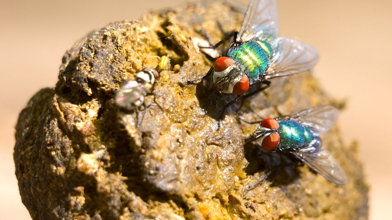 Tracking Wildlife With Nothing But Blood-Filled Flies