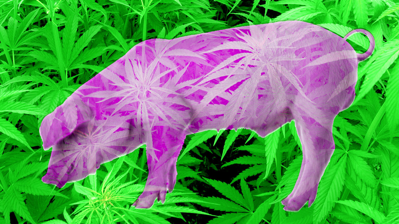 These Marijuana-Fed Pigs Won’t Get You High, But They Do Taste Delicio