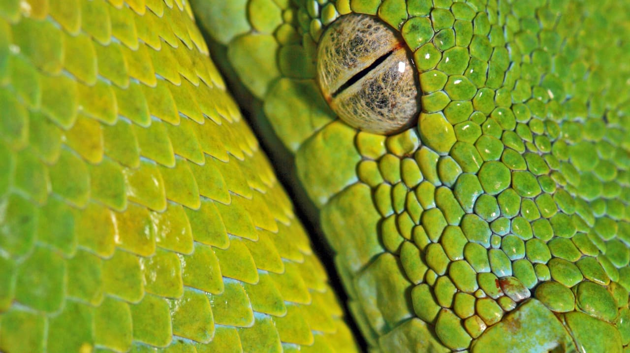 How To Know If You’re Working With Mammals Or Reptiles (And Why It Mat