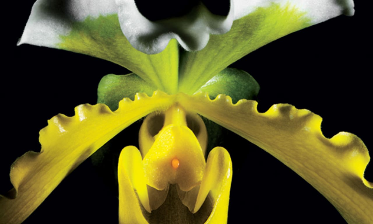 Photo Issue 2010: Nigel Cox Shoots Japan’s Prized Sato Green Orchid