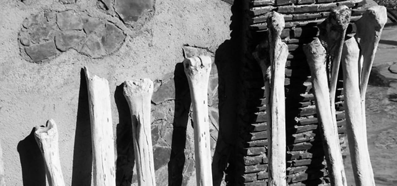 Bone-Rattling Sound: New Speakers That Are Made From Bone