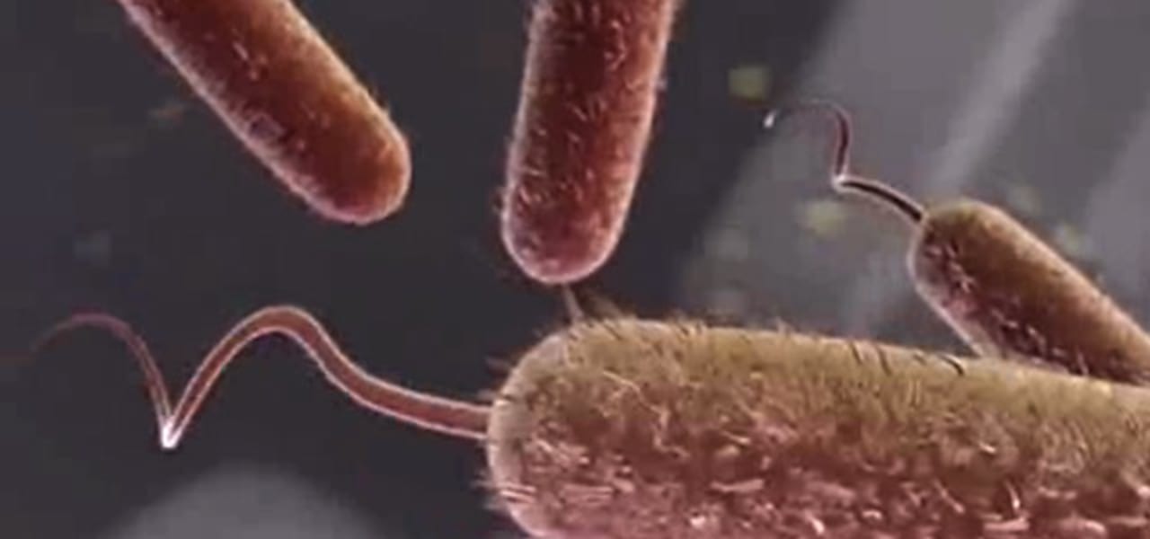 Are Extreme Bacteria The Secret To A Clean Fuel Source?