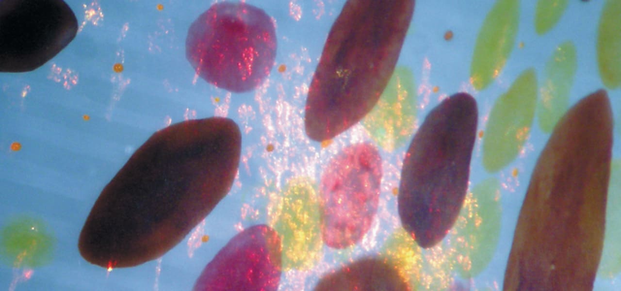 Mimicking Squid Skin To Create Perfect Instantaneous Camouflage