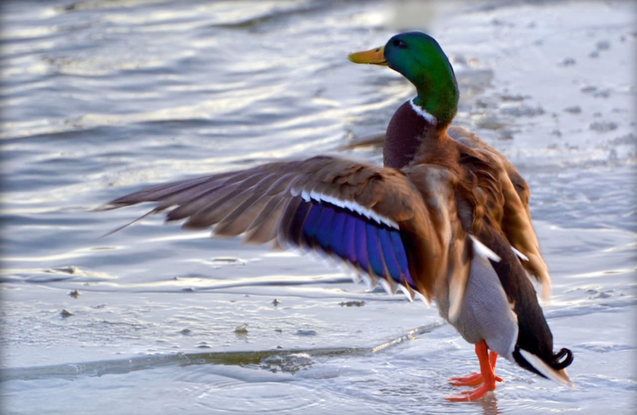 Birds Strike Again! Two Planes Forced To Turn Around After Hitting Bir