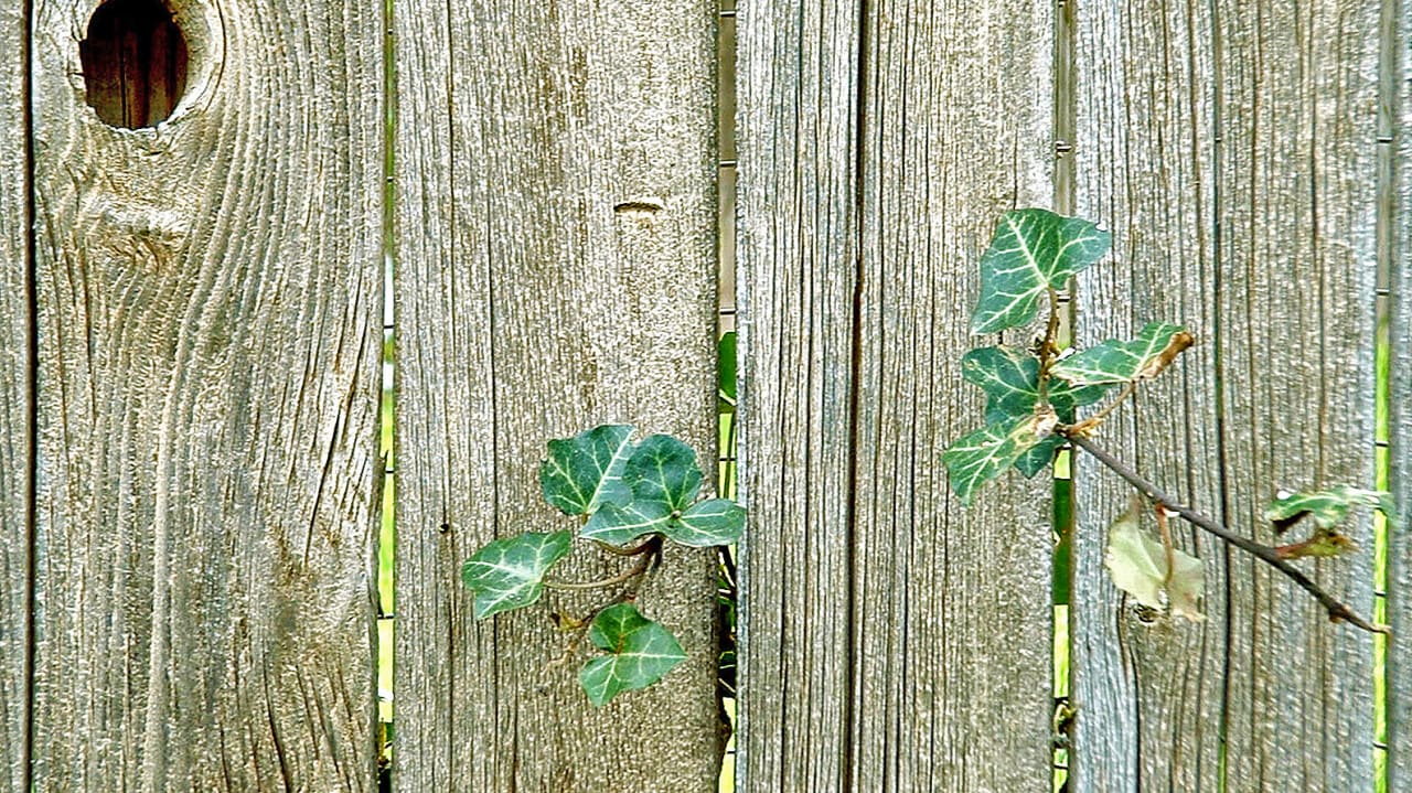 Instagram Or Vine: Snap Judgment