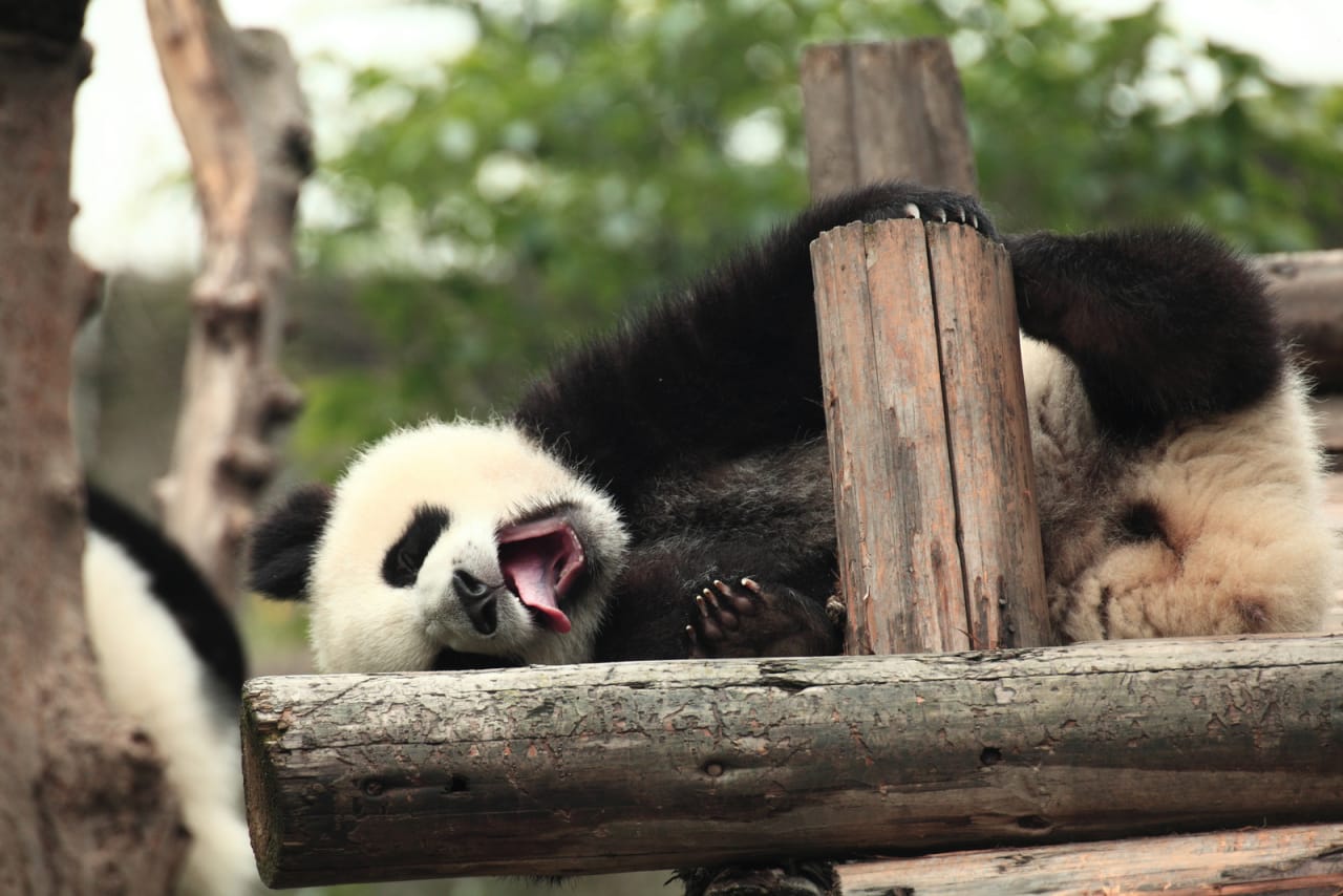 IPanda: China Is Creating A 24-Hour Live Panda Stream
