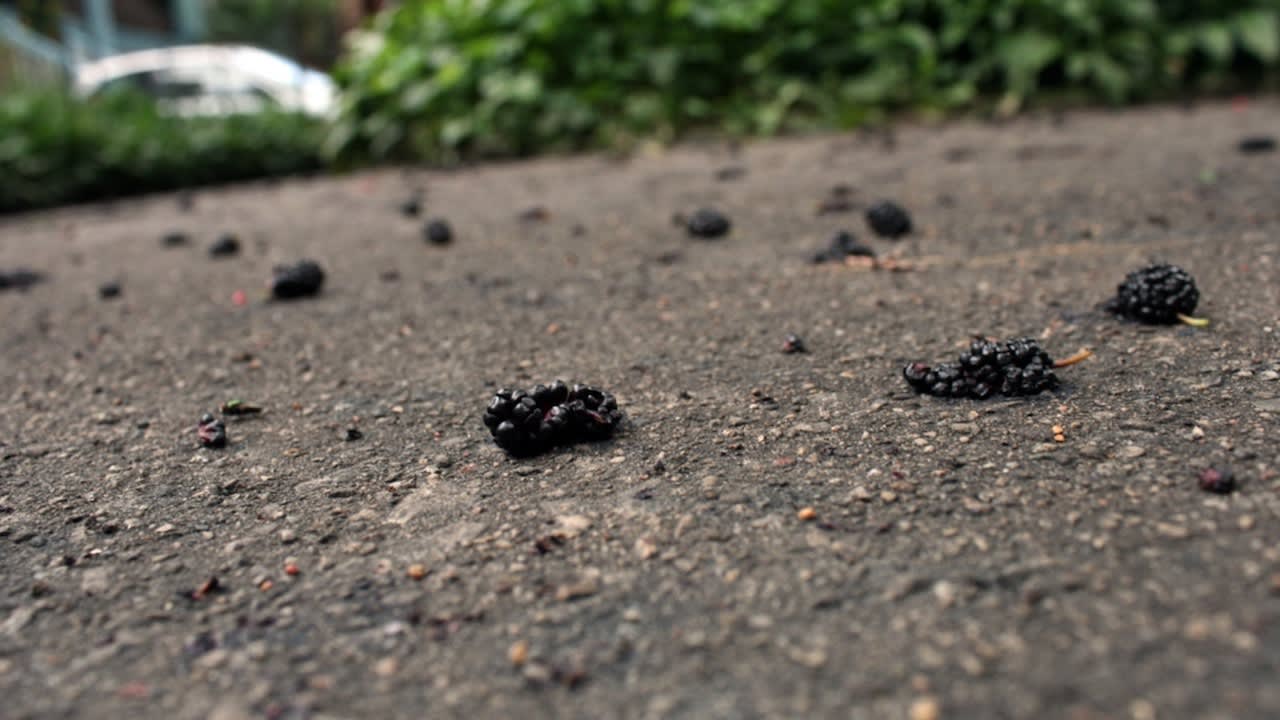 BlackBerry Loses Its Final Sweetness, Looks Into Options For Sale