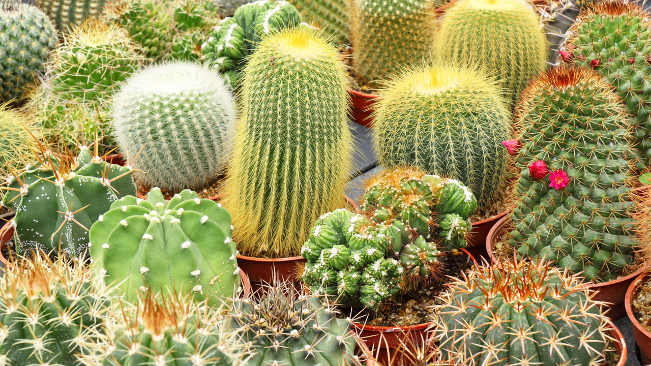 An Oil Spill Clean Up Device Inspired By A Cactus