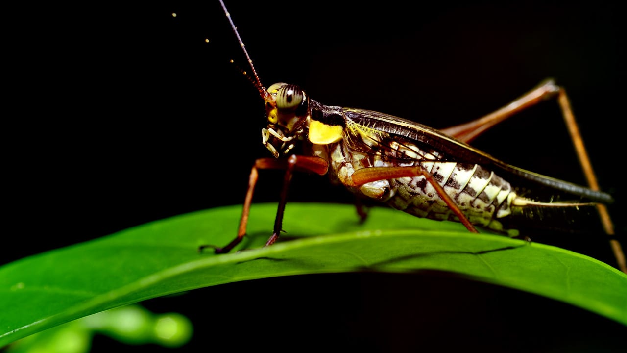 The $1 Million Plan For Farming Crickets, And The Huge Controversy Of
