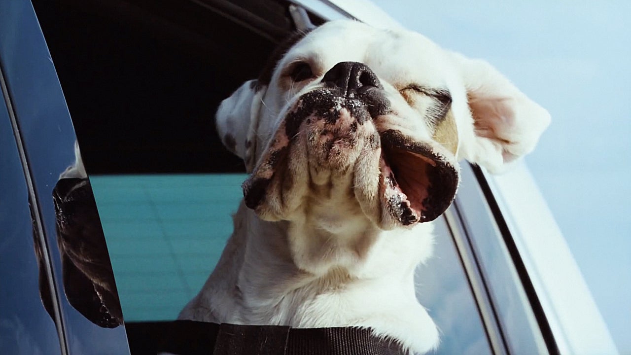 Volkswagen’s New Campaign Likens Car Models to Dog Breeds