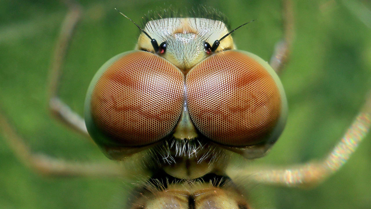 Apple’s IPad Mini Retina Now Available Online