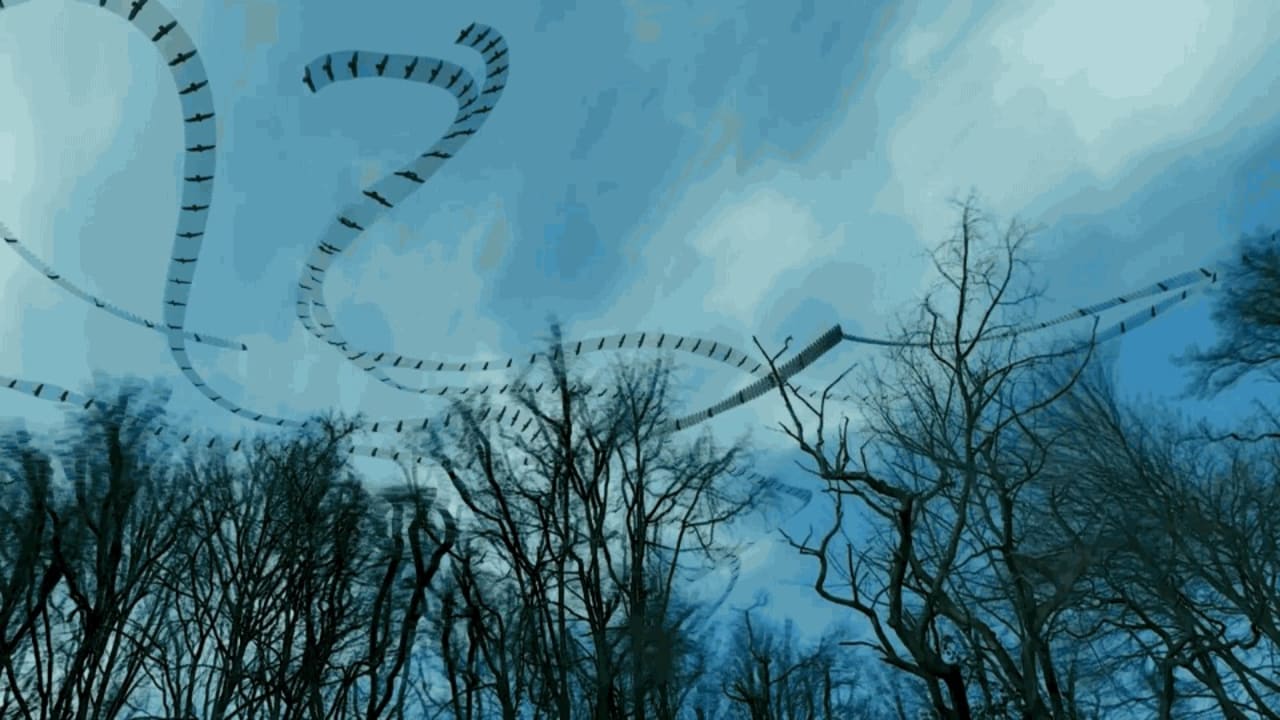 Watch These Mesmerizing Videos Of The Flight Paths Of Birds