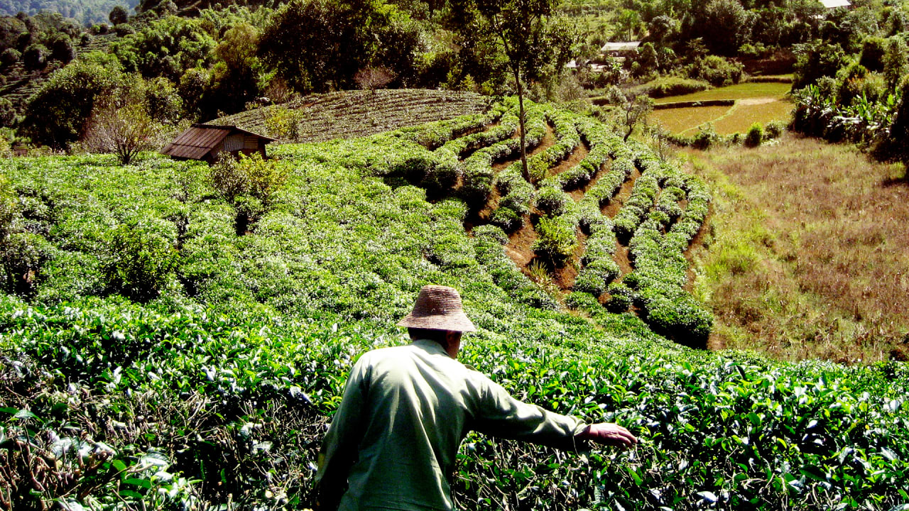 How Climate Change Is Changing The World’s Tea