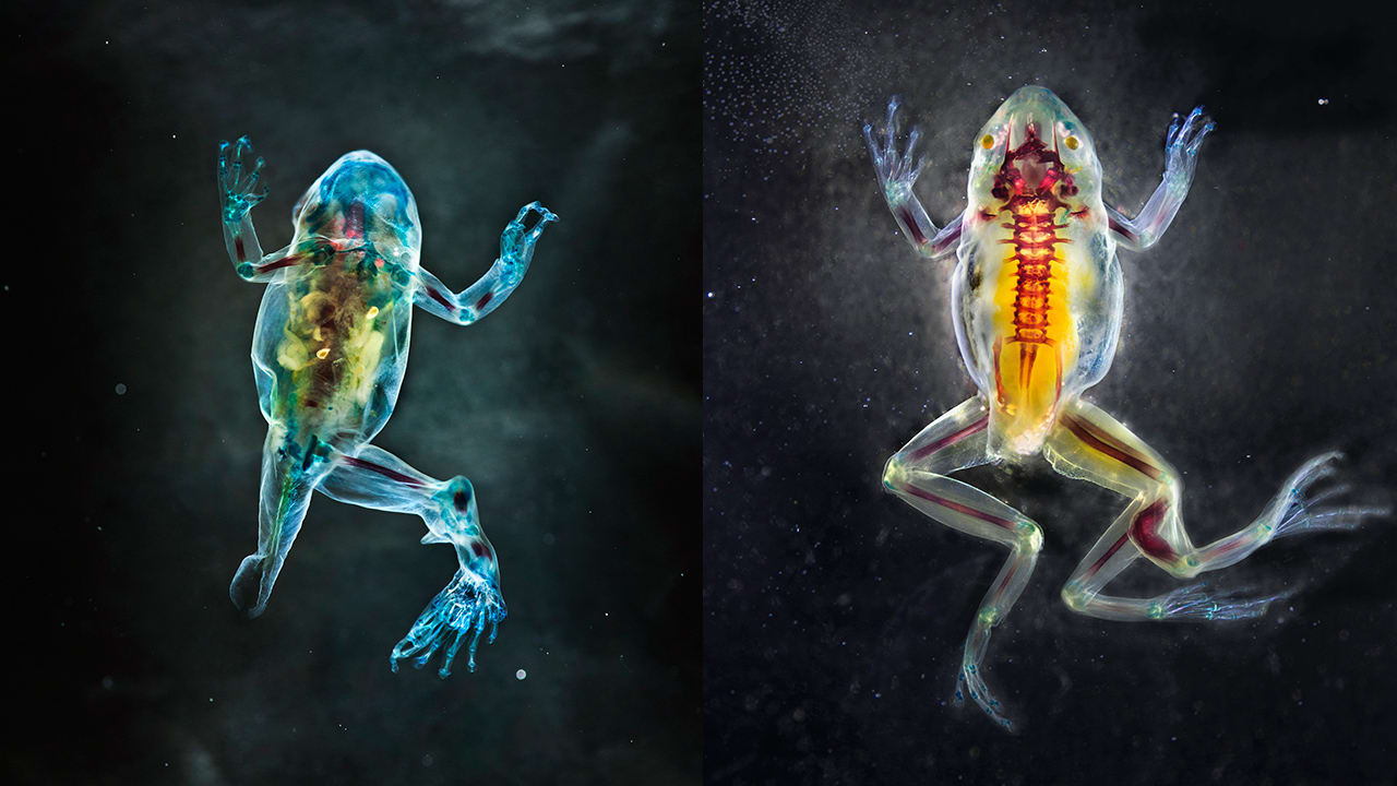 Look At These Horrifying Monster Frogs!