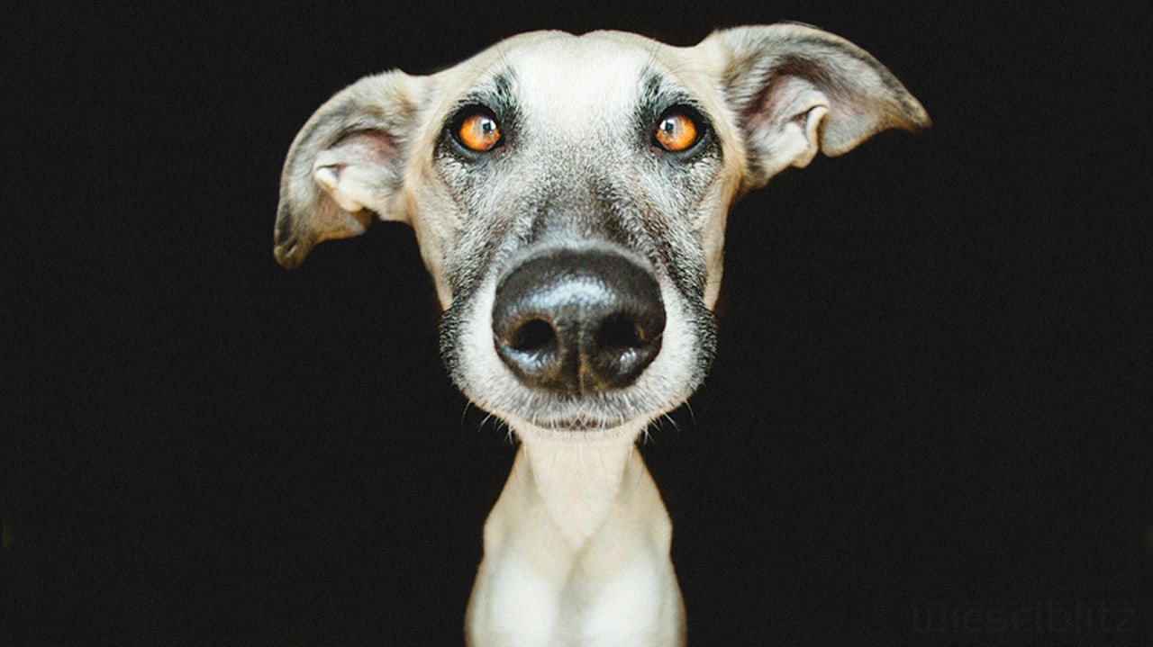 Look At These Beautifully Expressive Dog Portraits (And Find Out How T