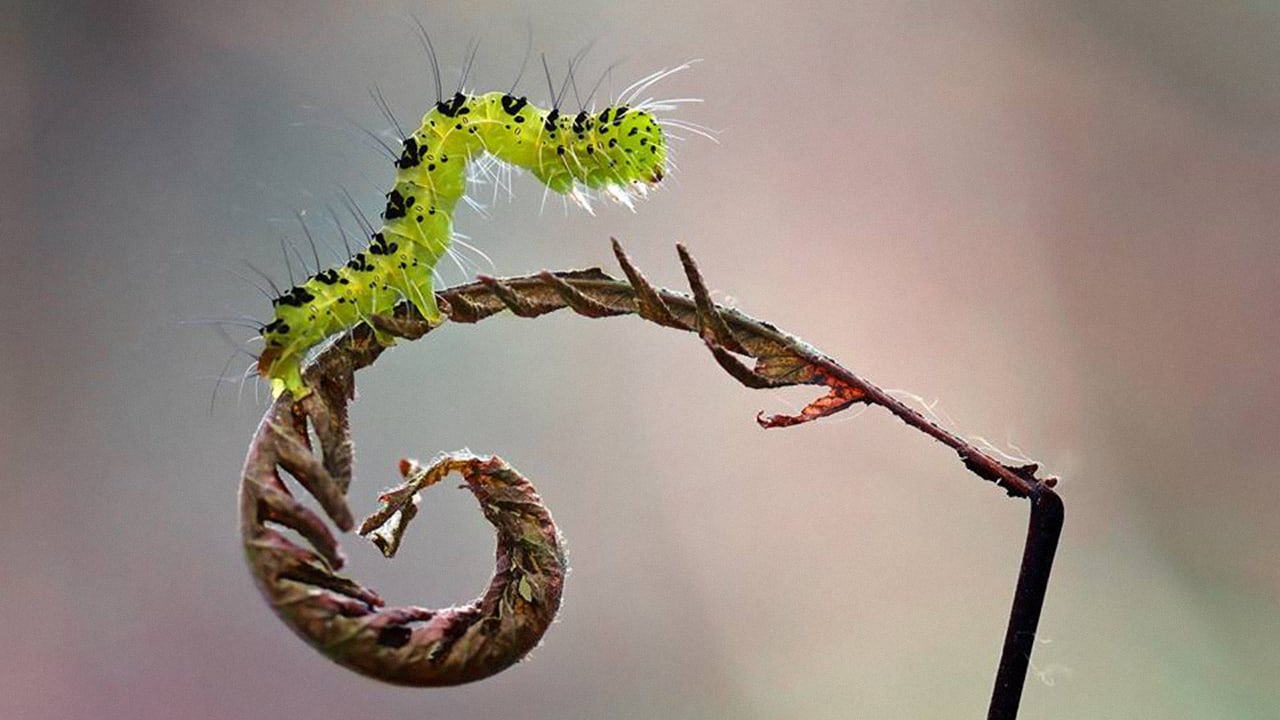 These Macro Photographs Make Creepy Insects Look Totally Adorable