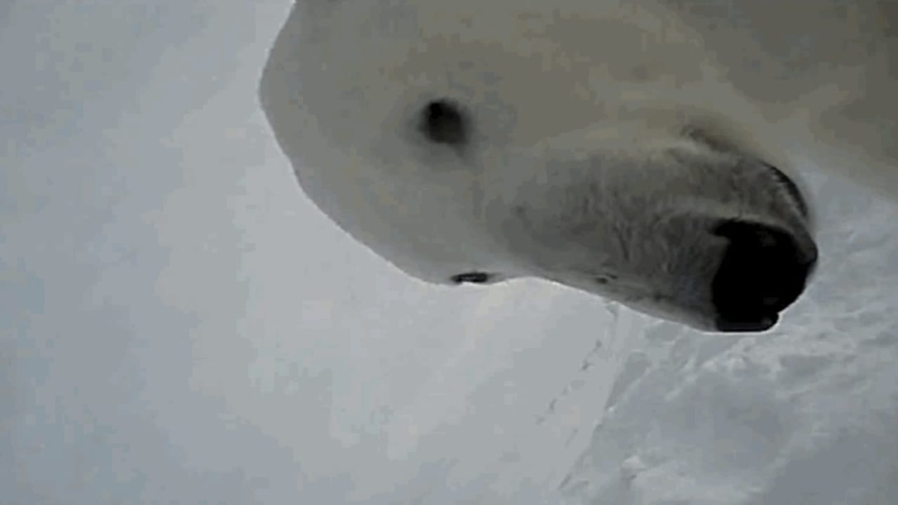 See The World In Polar Bear Vision With This Stunning POV Video Of Bea