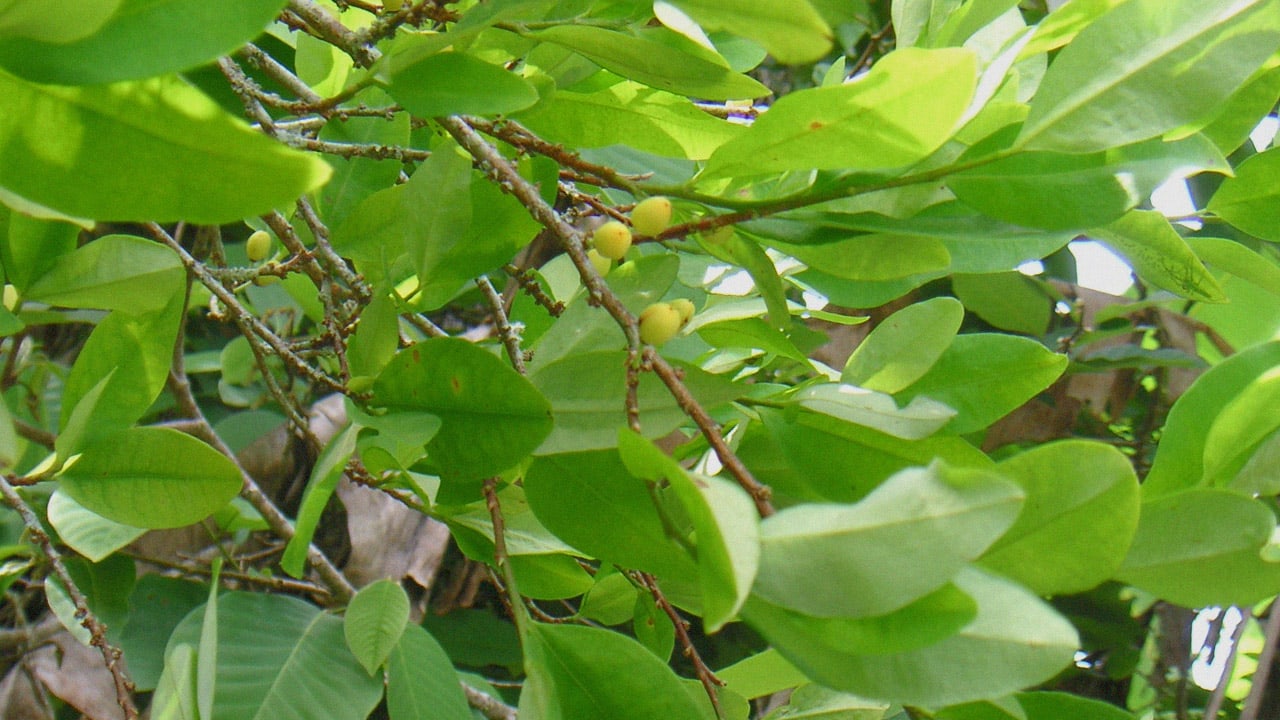 This Cocaine-Munching Enzyme Could Save Lives