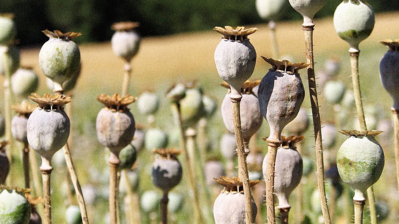 Now We Don’t Need Poppies: Scientists Create Opiates In A Lab