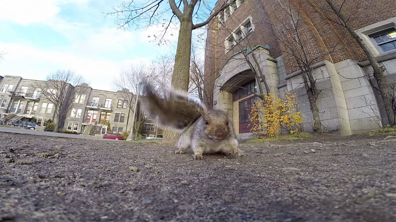 Get A Squirrel’s-Eye View Of The World In This GoPro Video Of A Thievi