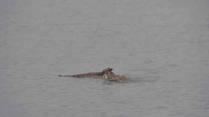 We Can All Learn From This Chill Owl Swimming In A Lake