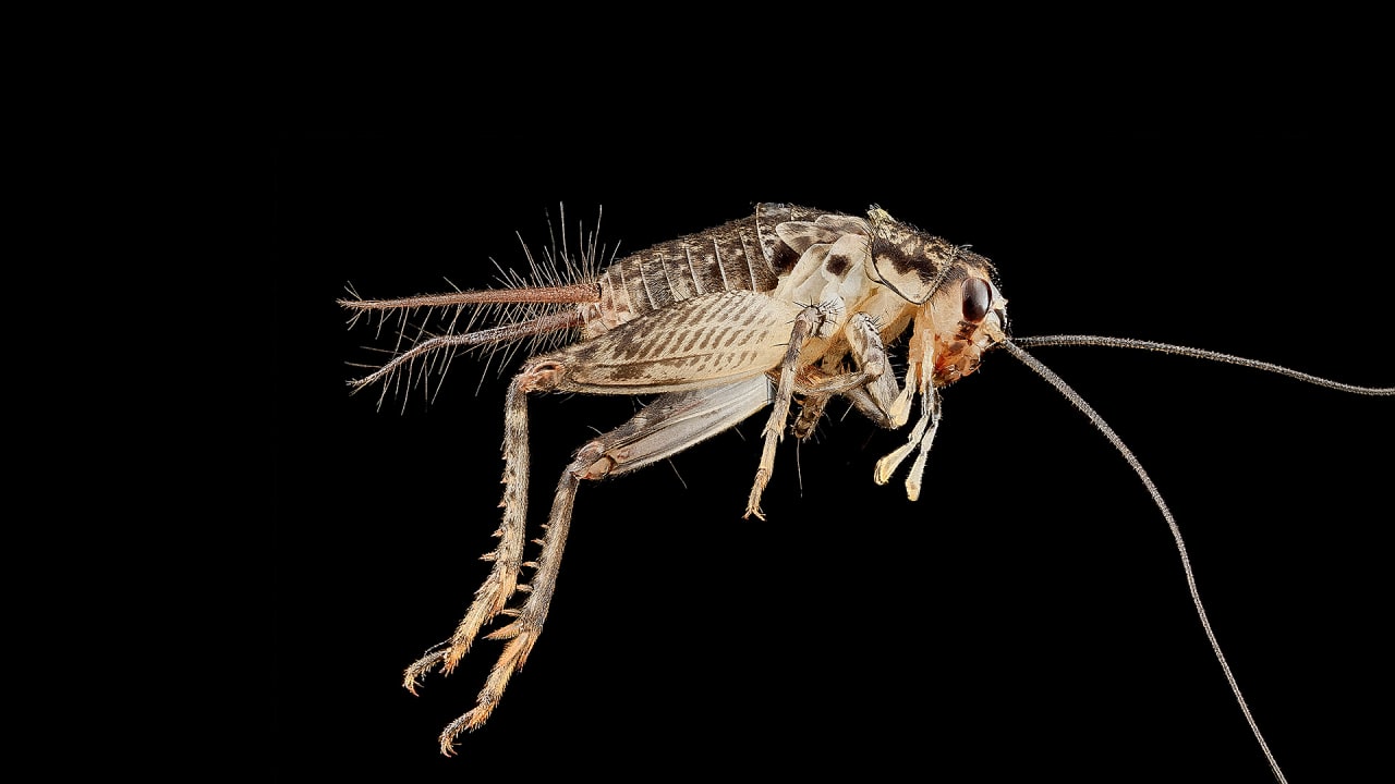 This Startup Is Building A Model For The First High-Tech Cricket Farm