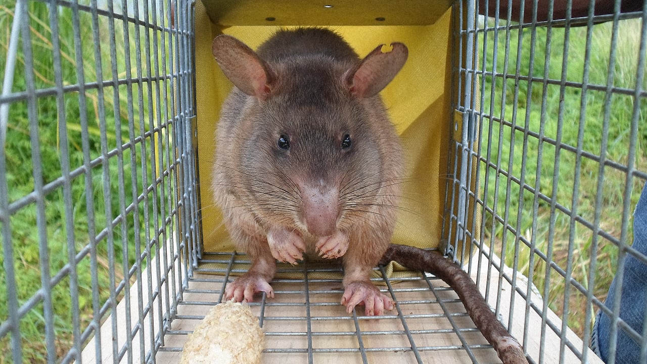 These Giant Bomb-Sniffing Rats Could Save Your Life One Day