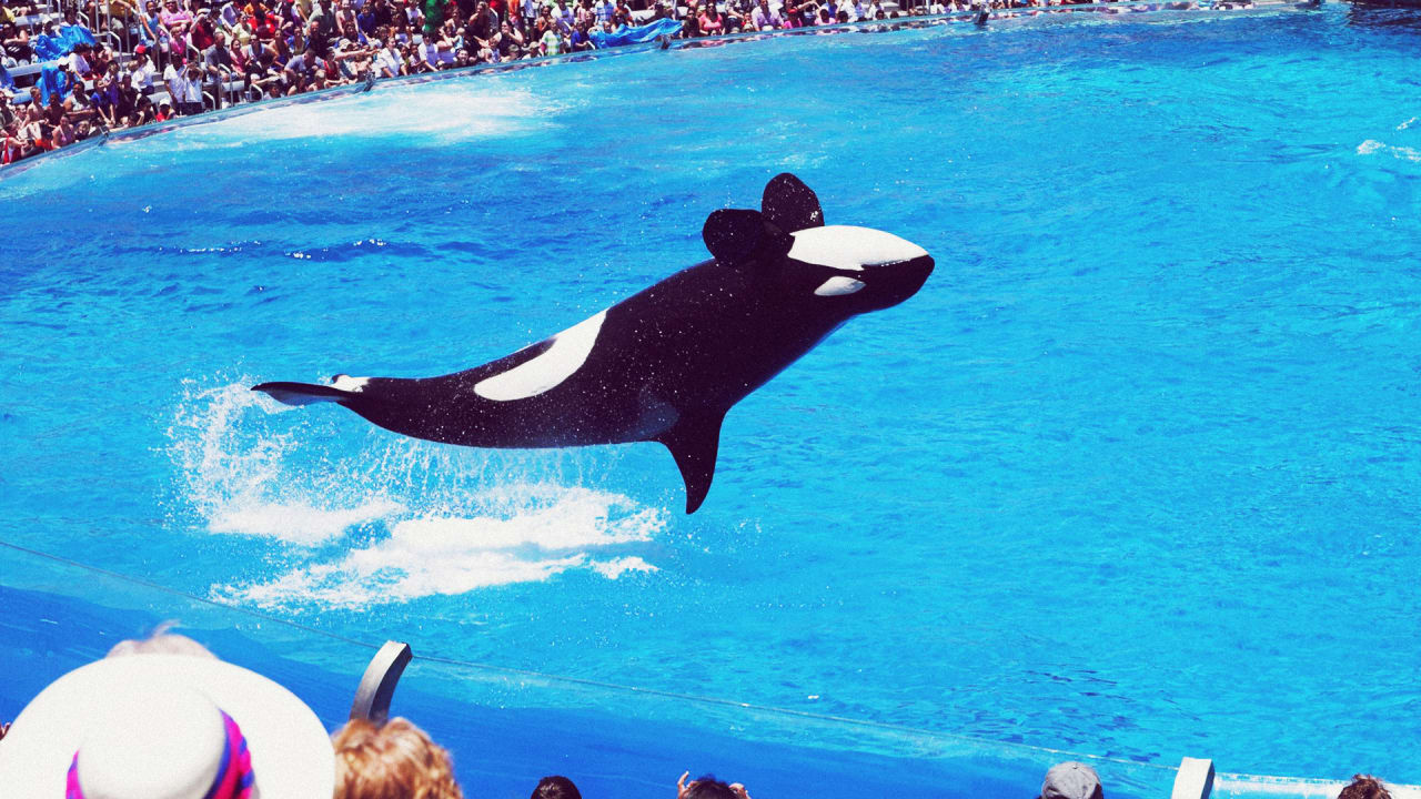 SeaWorld Is Spending $10 Million To Make You Forget About “Blackfish”
