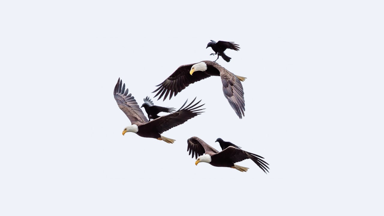 This Crow Riding On The Back Of A Soaring Bald Eagle Will Make You Smi