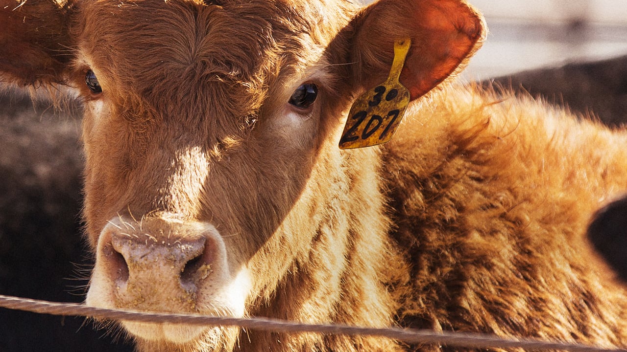 The Quantified Cow: Wearables Will Monitor Animals As Closely As Human