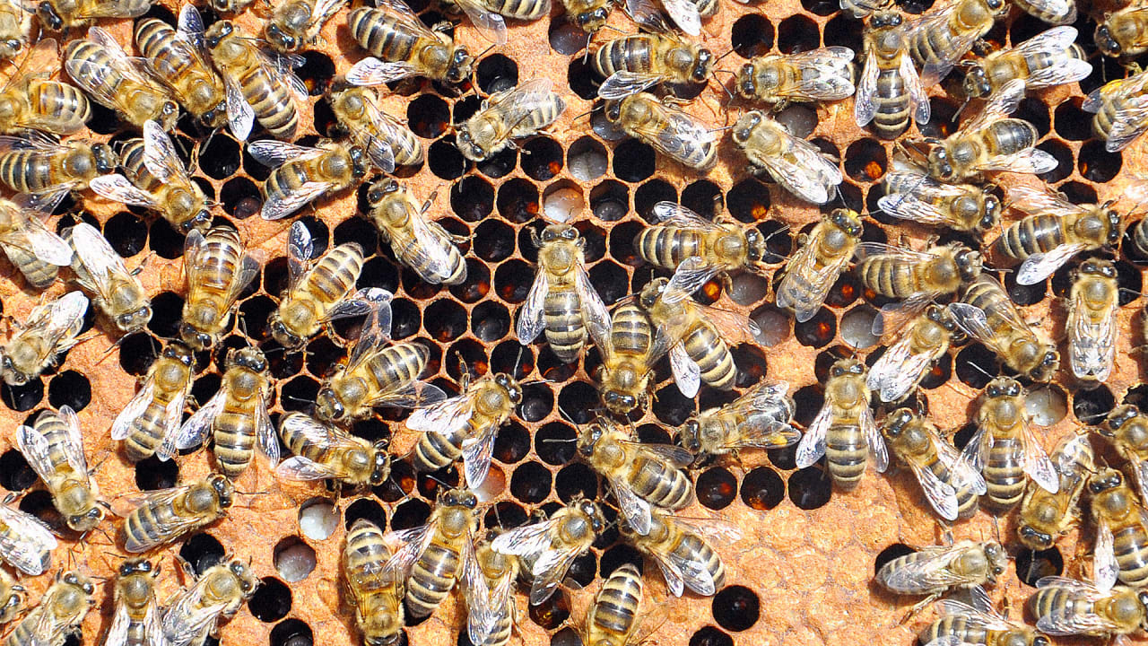A Vaccine For Dying Bee Populations Could Help Them Fight Off Trouble