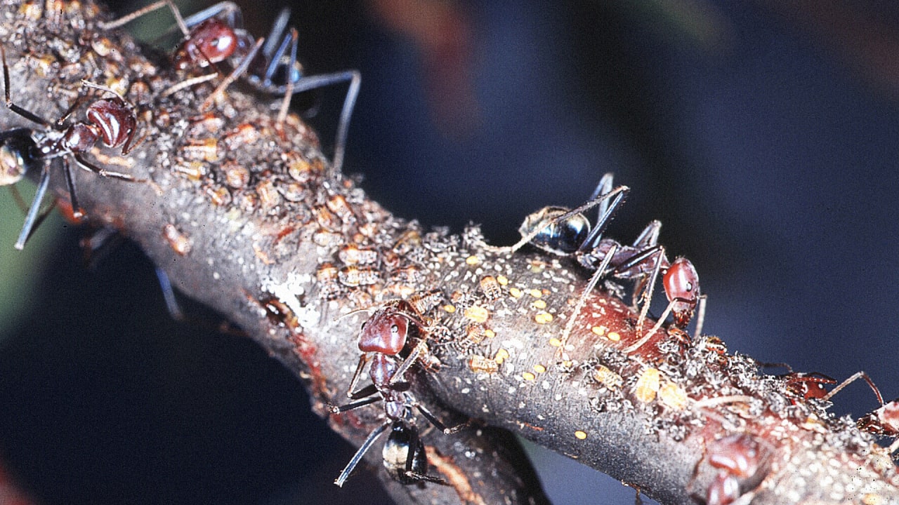 Insect Design: Learning How To Build Transportation Networks From Ants
