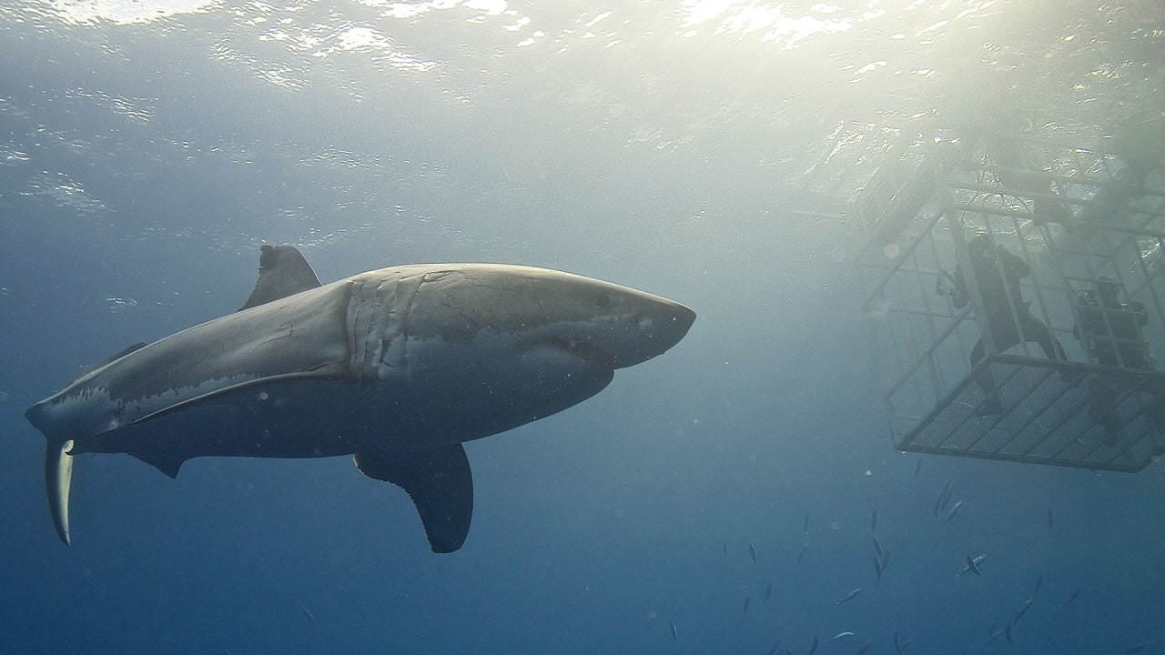 Climate Change Will Protect You From Sharks (Twist: This Is Really Bad
