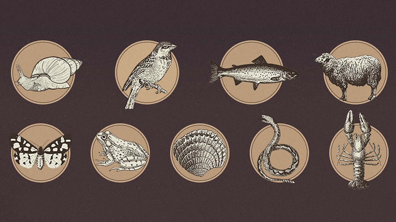 See The Animals That Have Already Died Off As The Pace Of Extinction S