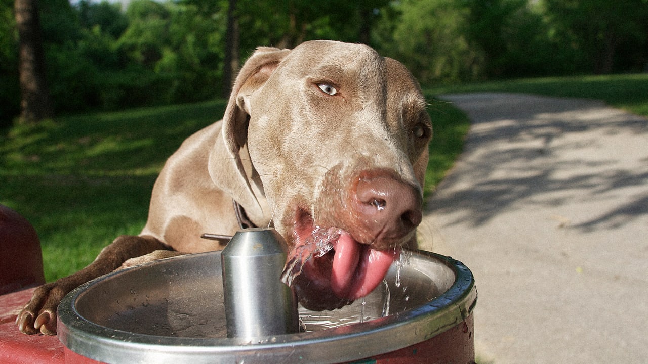 Your Dog’s Frenzied Slurping Is In Fact A Finely-Tuned Water-Transport