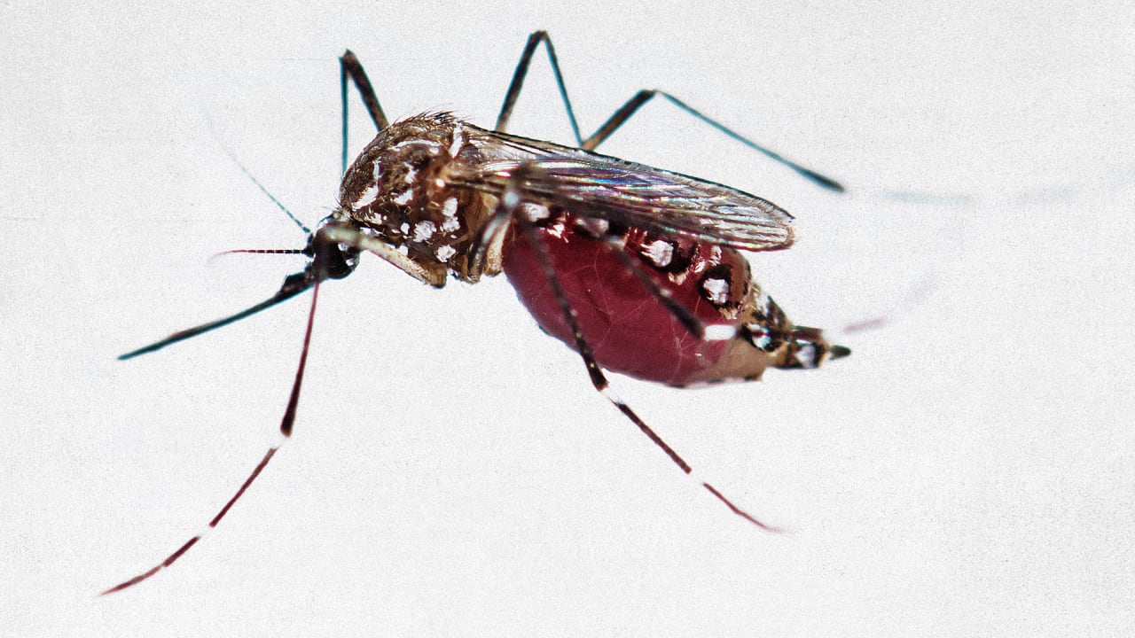 Heat-Seeking Mosquitoes Sense The Temperature of Sleeping Humans