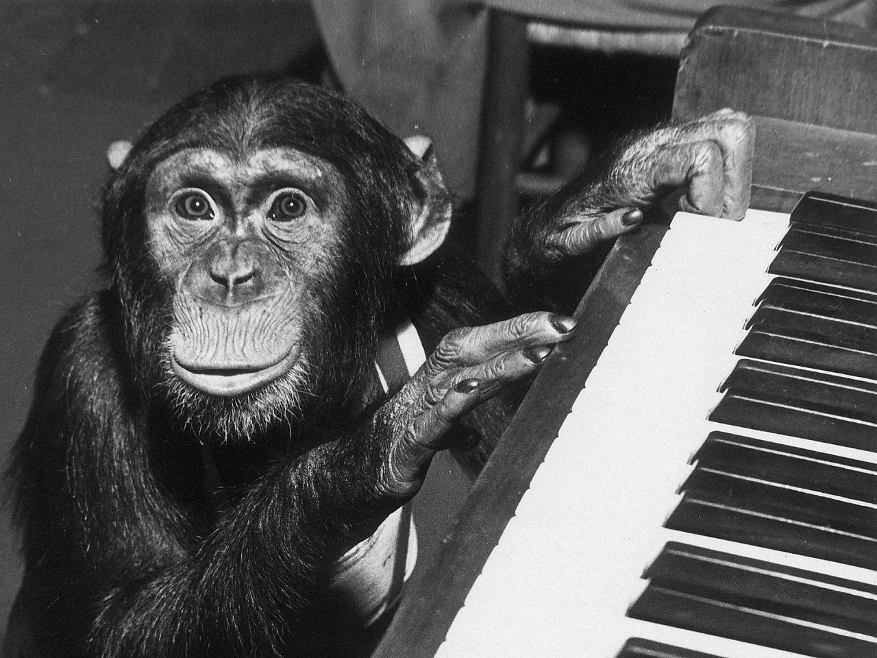 Monkeys Love Music As Much As We Do