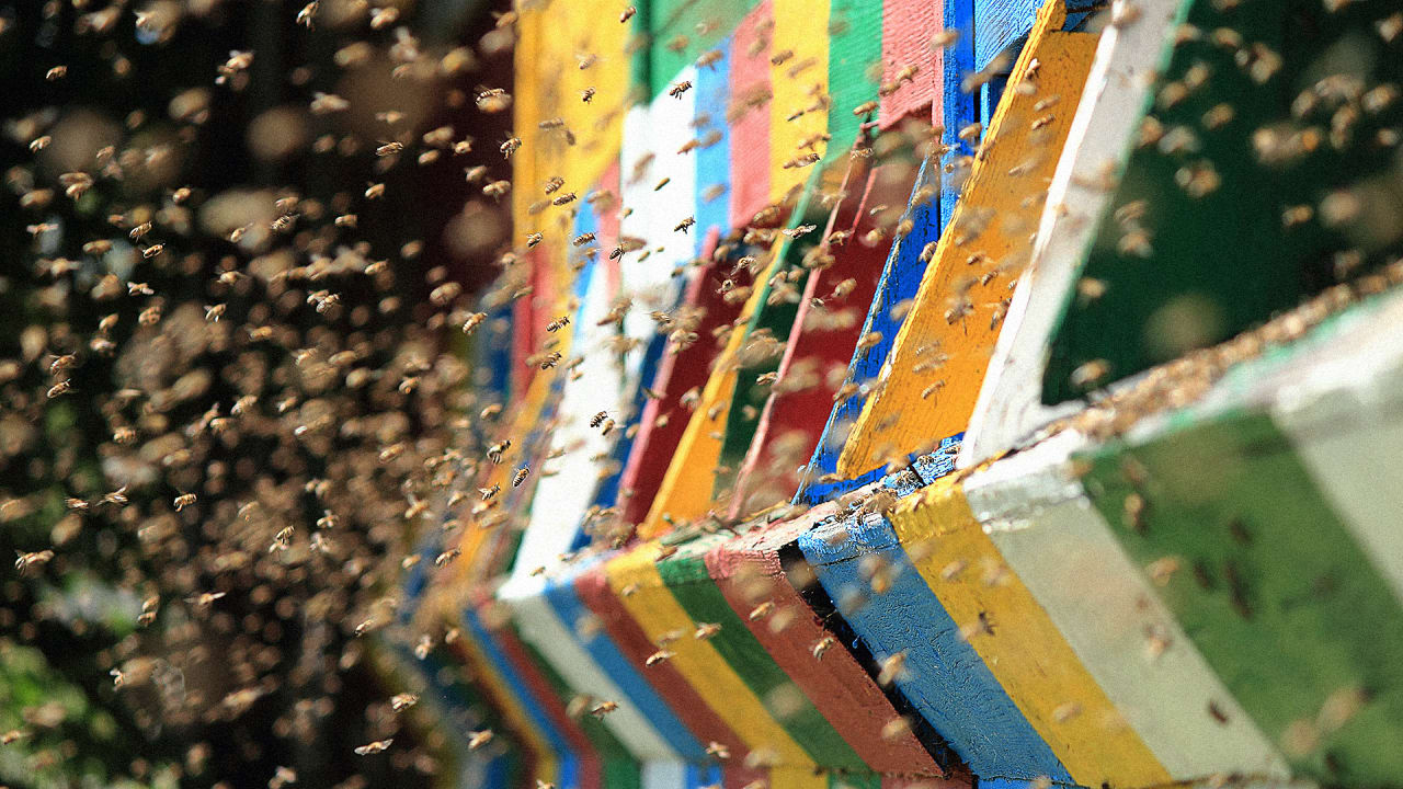 A Deadly Bee Virus Is Being Spread By Humans