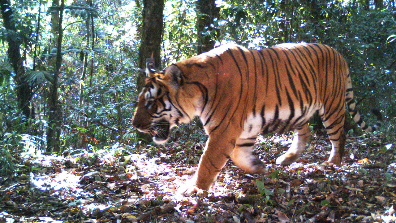 The Strategies And Tactics That Are Helping Tigers Make A Miraculous C
