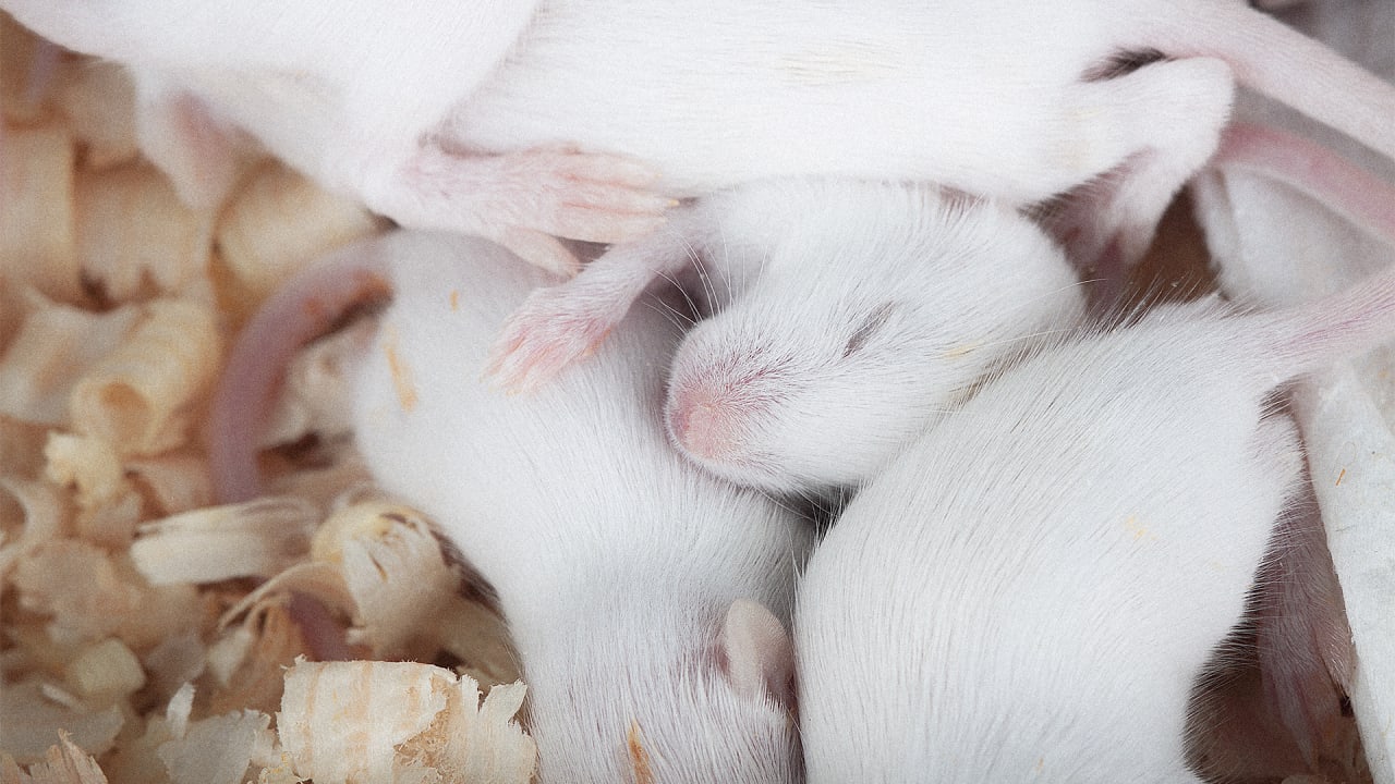 Scientists Prove How Memories Form As We Dream, By Making Sleeping Mic