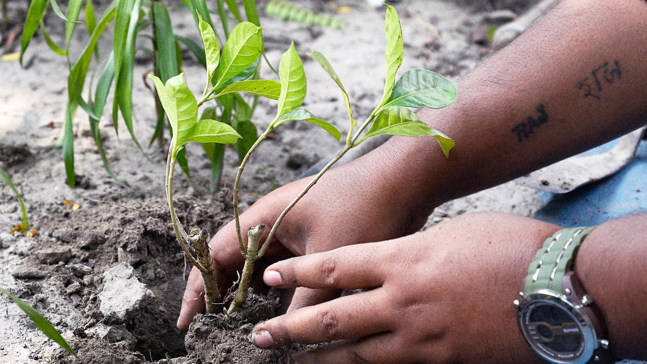 India Just Planted Nearly 50 Million Trees In 24 Hours